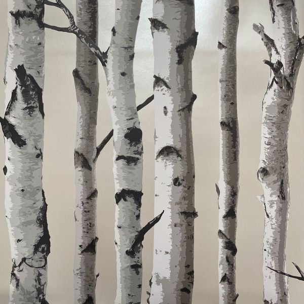 Wallpaper With Birch Trees Wall Mural Black And White Birch Trees